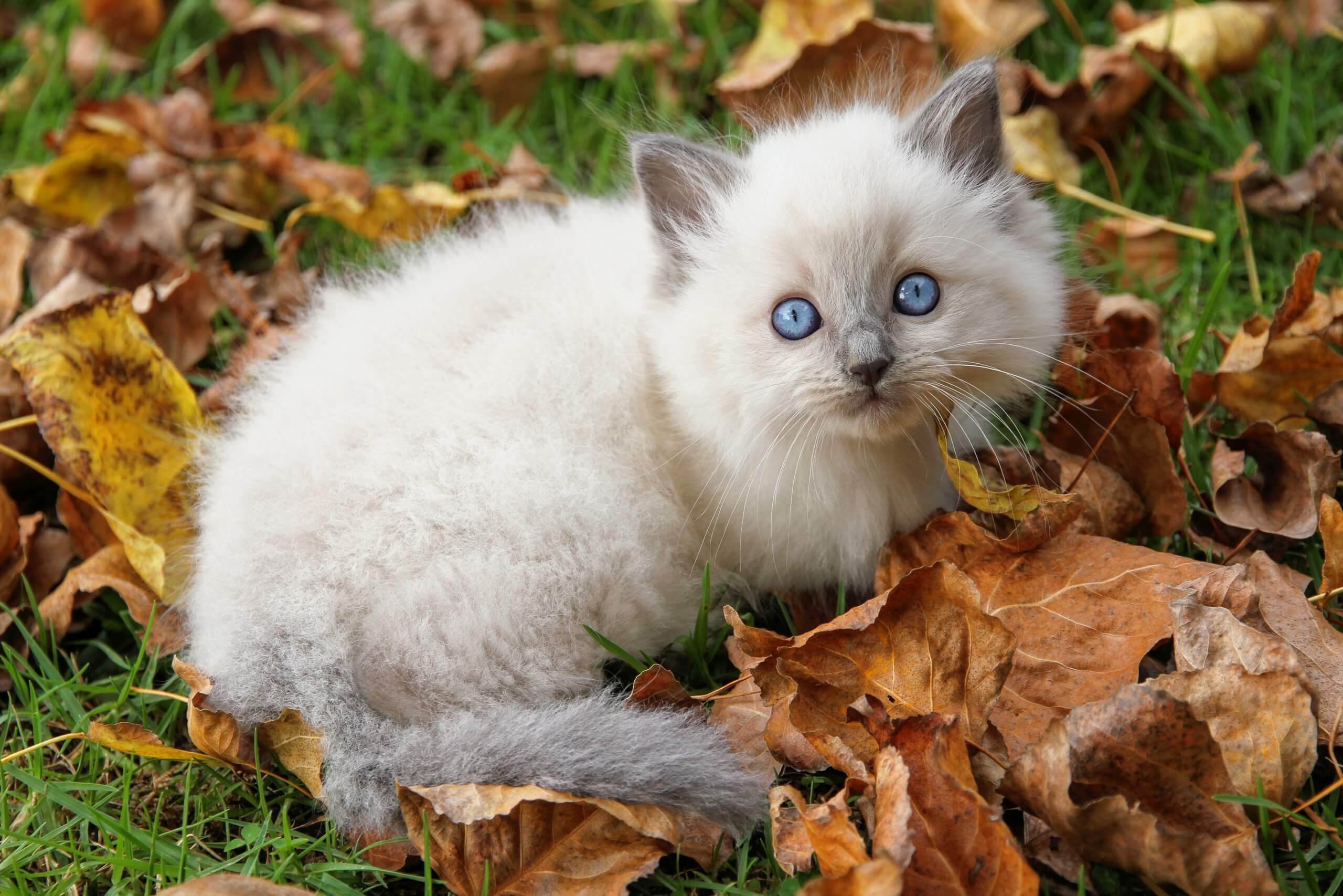 Kittens - Truly Scrumptious Ragdoll Kittens