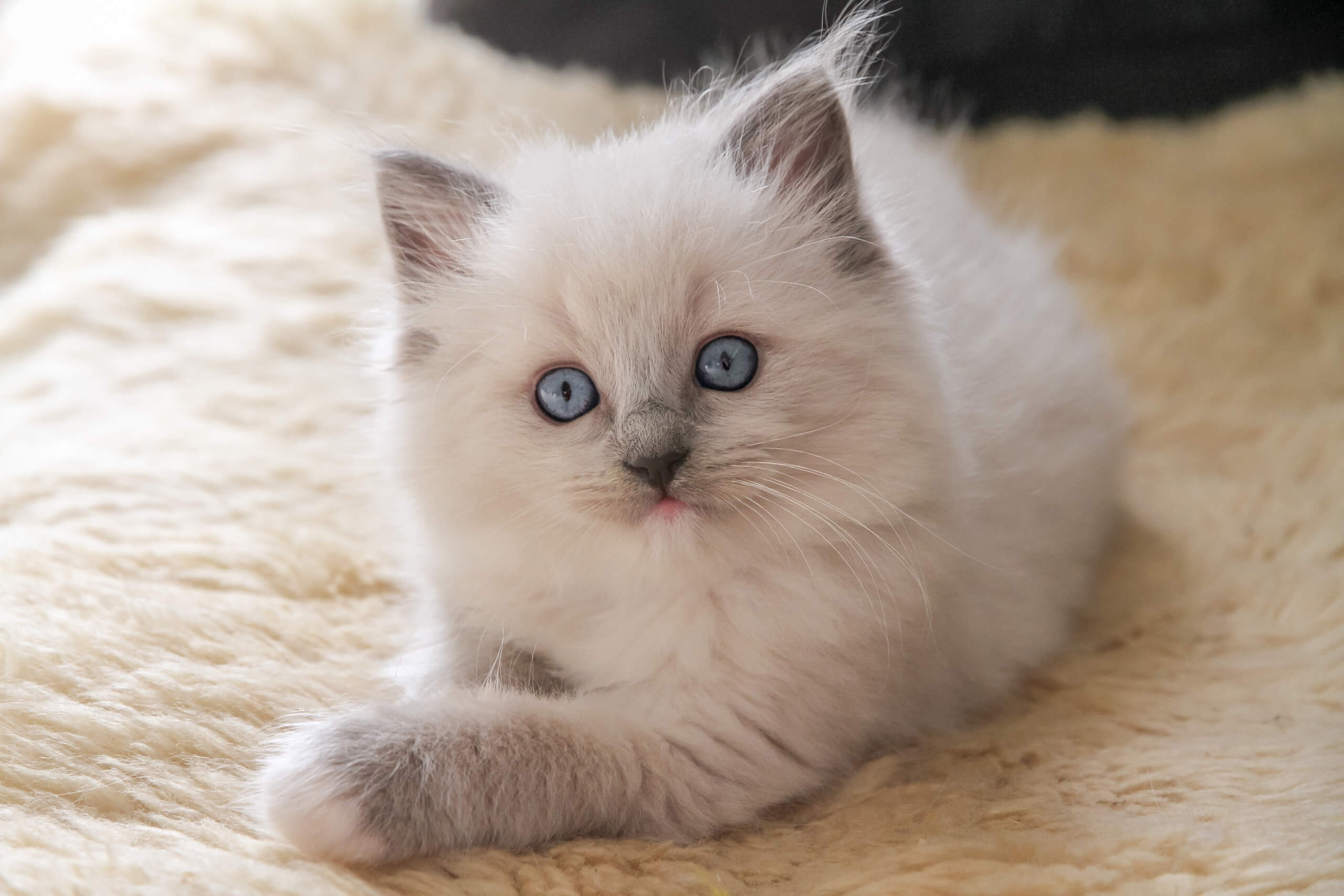 Kittens - Truly Scrumptious Ragdoll Kittens