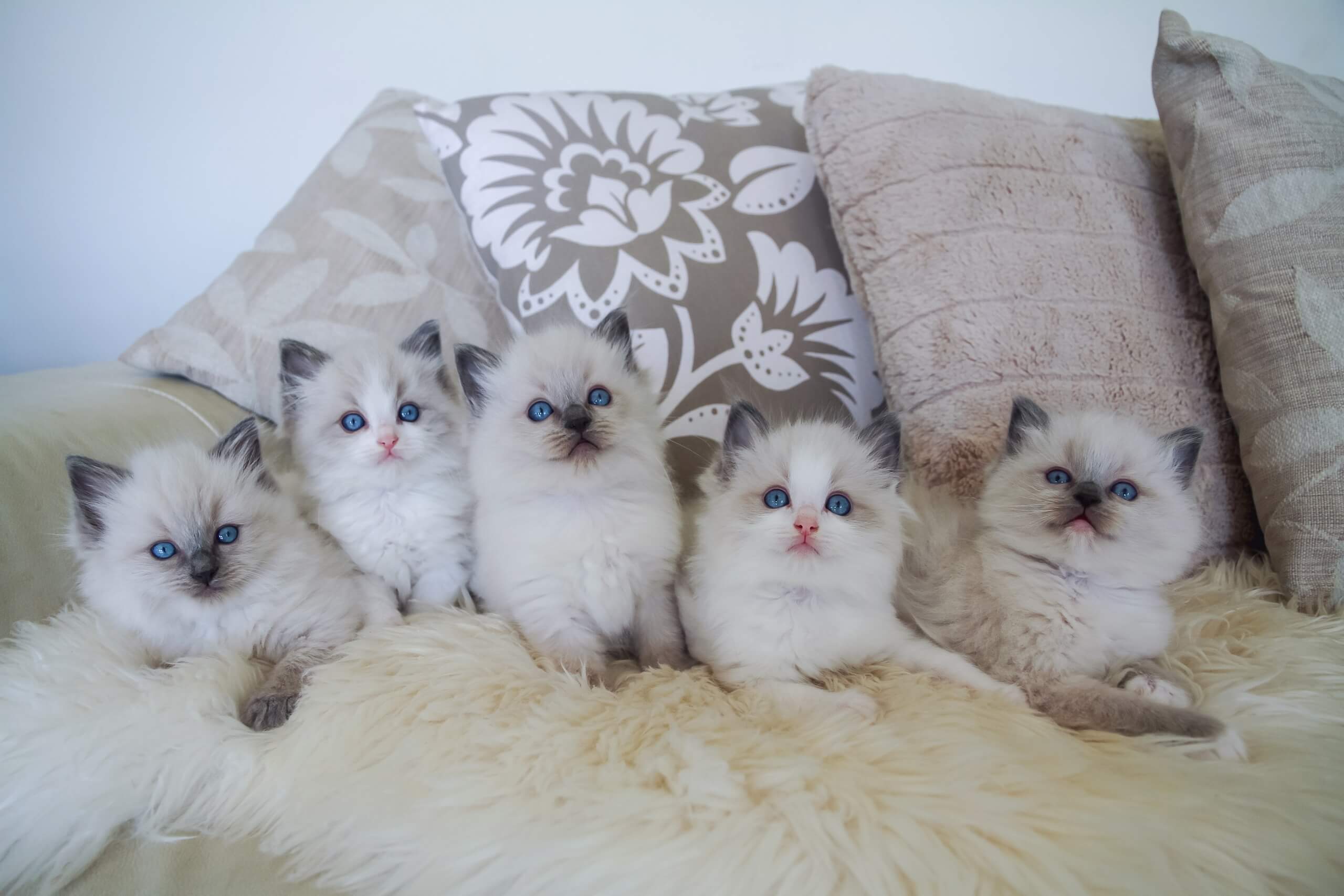 Kittens - Truly Scrumptious Ragdoll Kittens