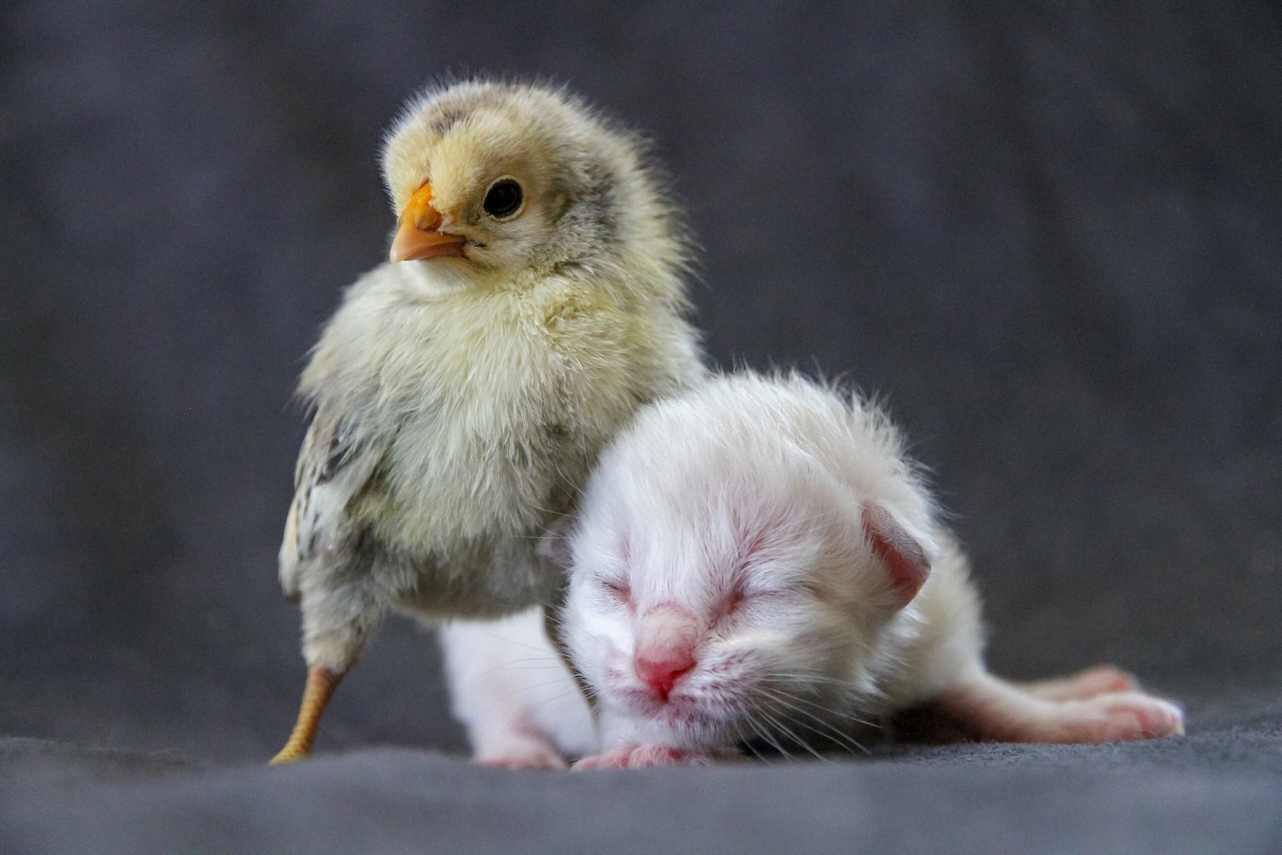 Kittens - Truly Scrumptious Ragdoll Kittens