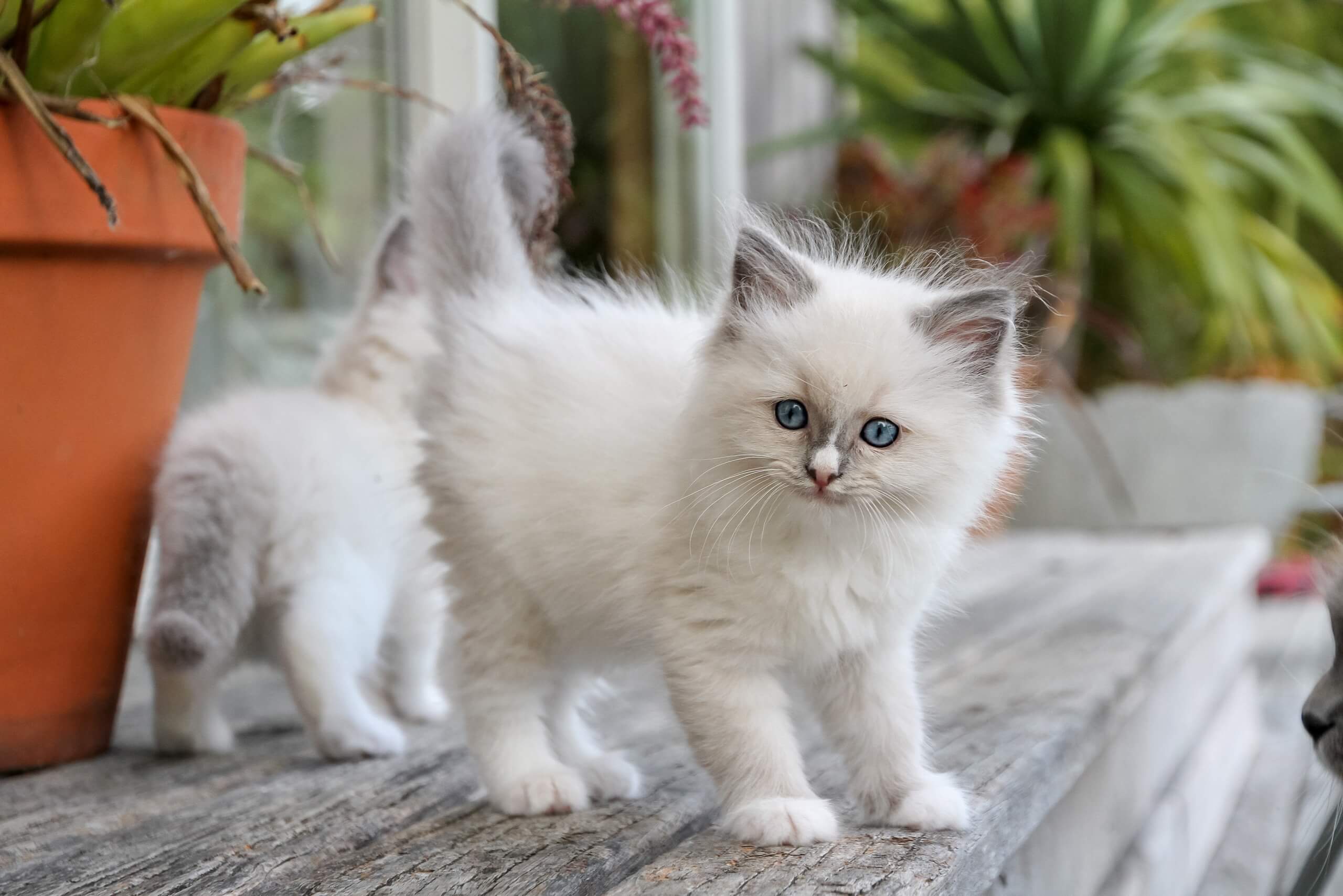 Kittens - Truly Scrumptious Ragdoll Kittens