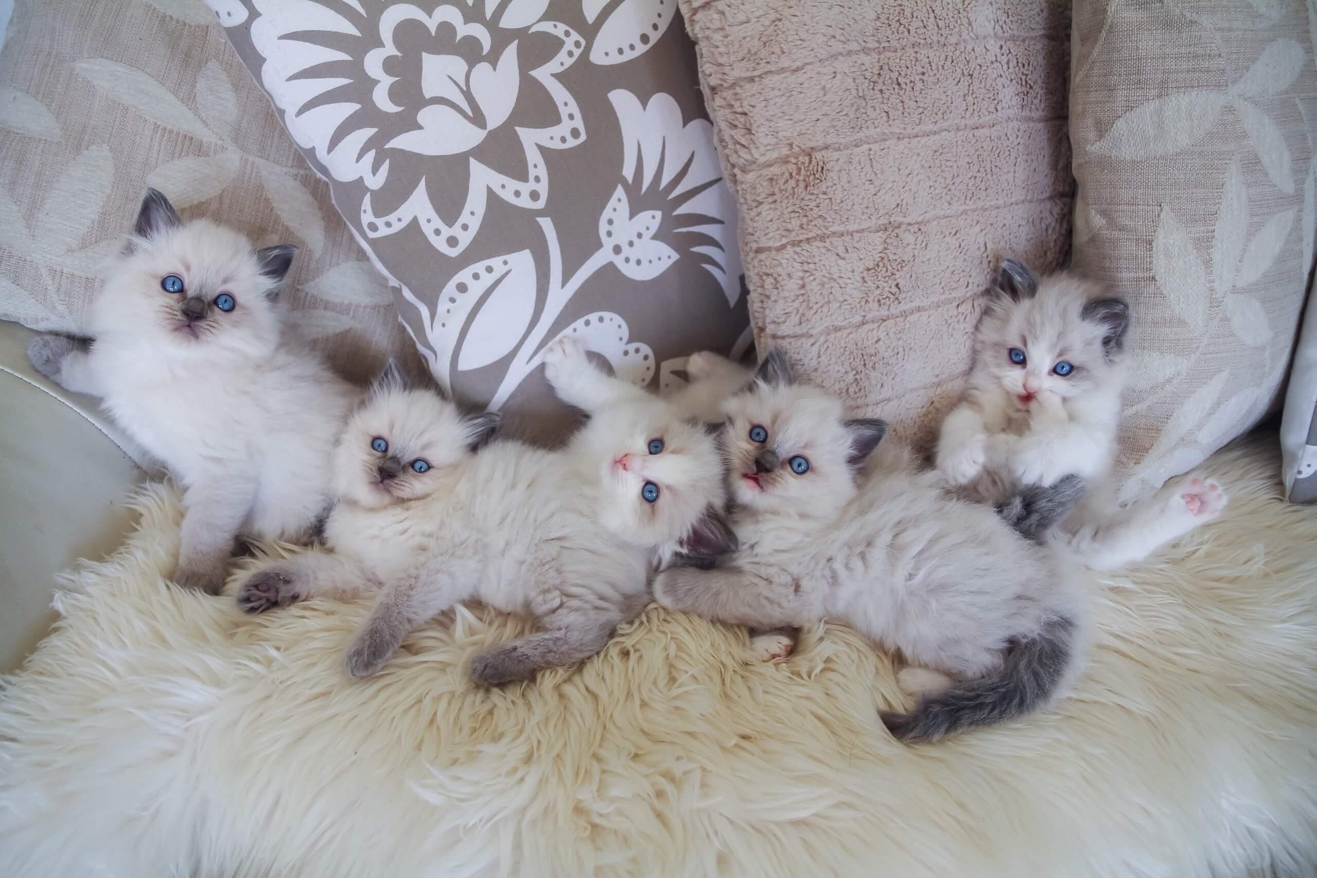 Kittens - Truly Scrumptious Ragdoll Kittens